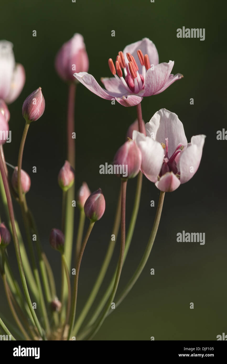 flowering rush, butomus umbellatus Stock Photo - Alamy