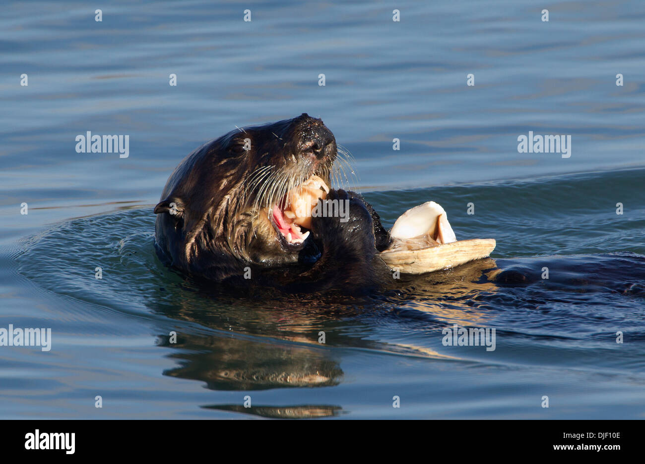 Sea otter eating hi-res stock photography and images - Alamy