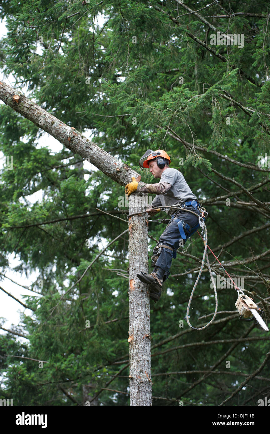 Tree feller at work, Gabriola Island , British Columbia, Canada Stock ...