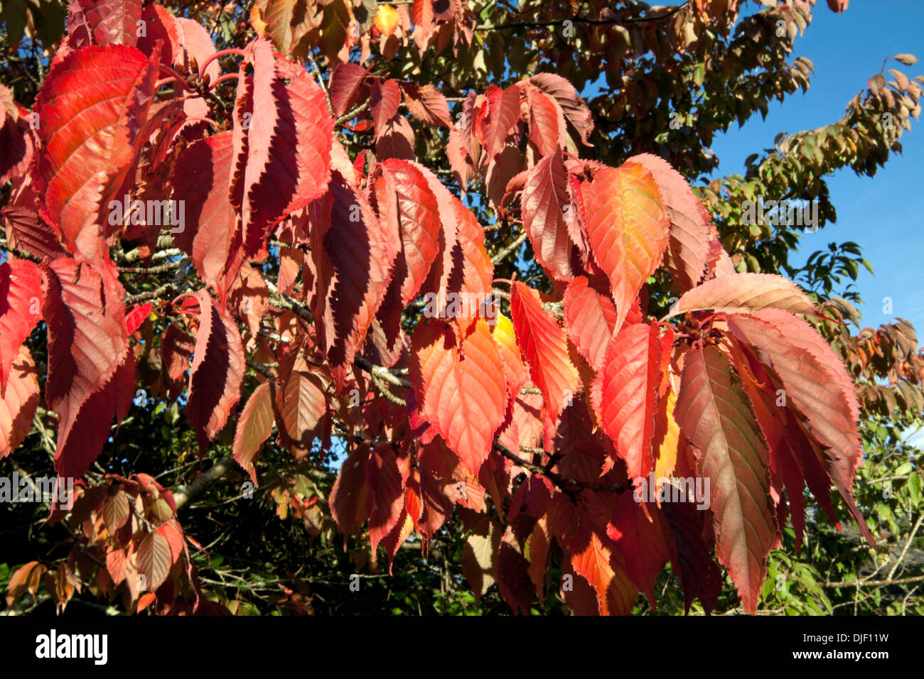 Japanese cherry tree ''Prunus amanogawa'' in autumn, in Strokestown ...