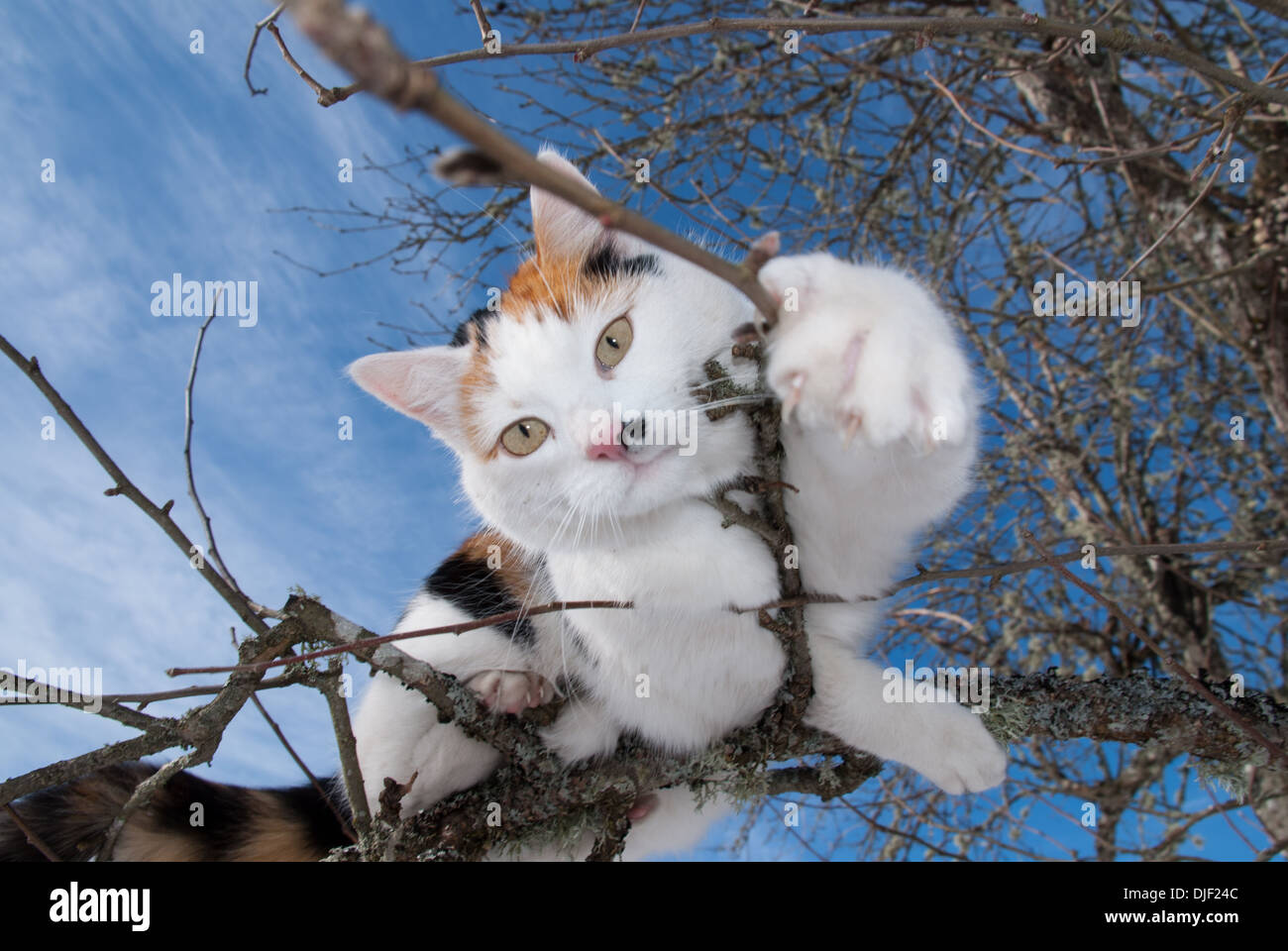 Cat climbing in a tree Stock Photo - Alamy