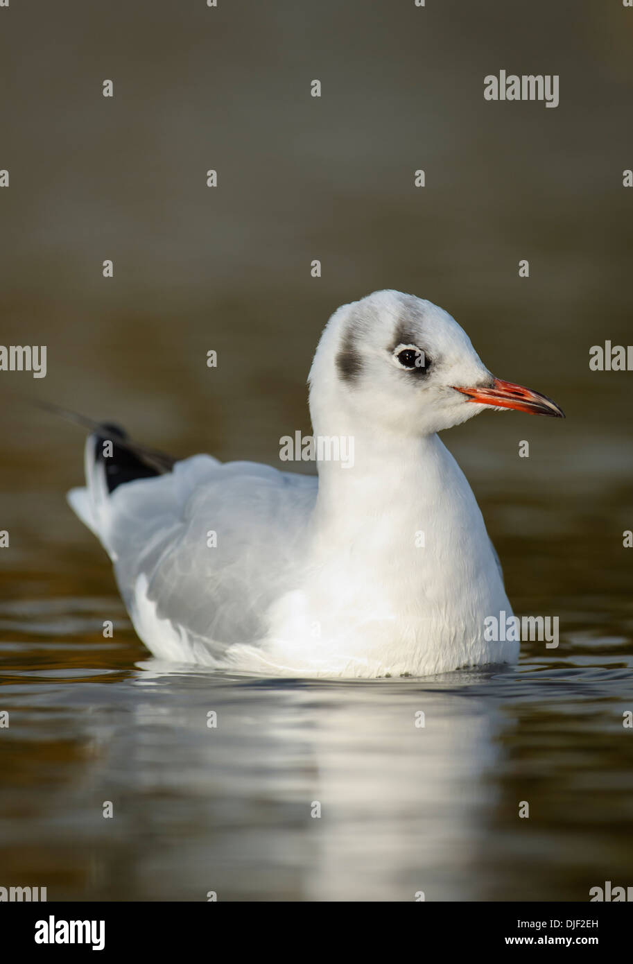 Most common gull species hi-res stock photography and images - Alamy