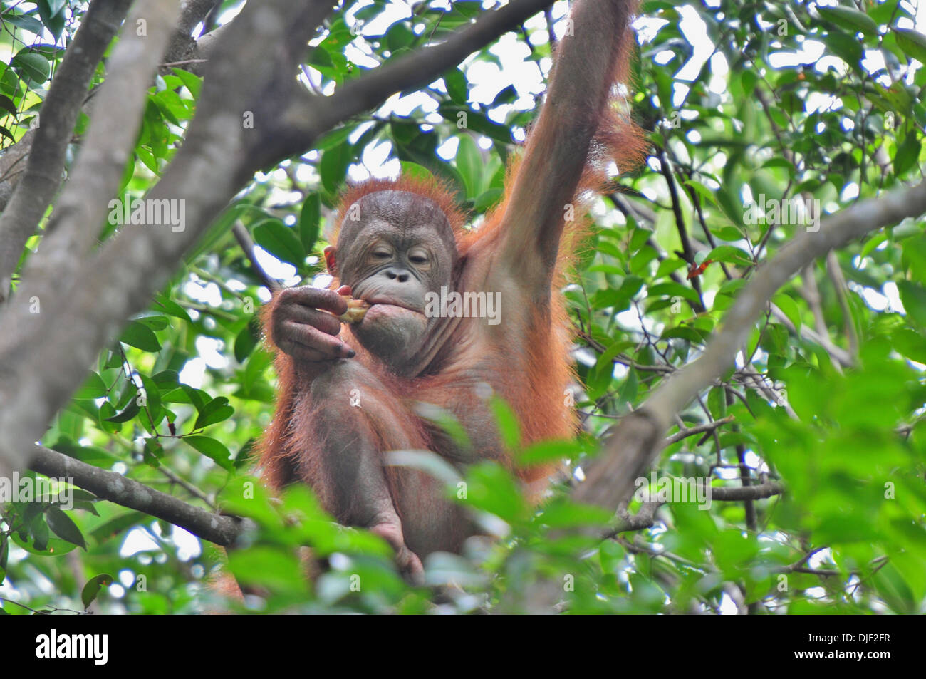 Orangutan sitting in tree hi-res stock photography and images - Alamy