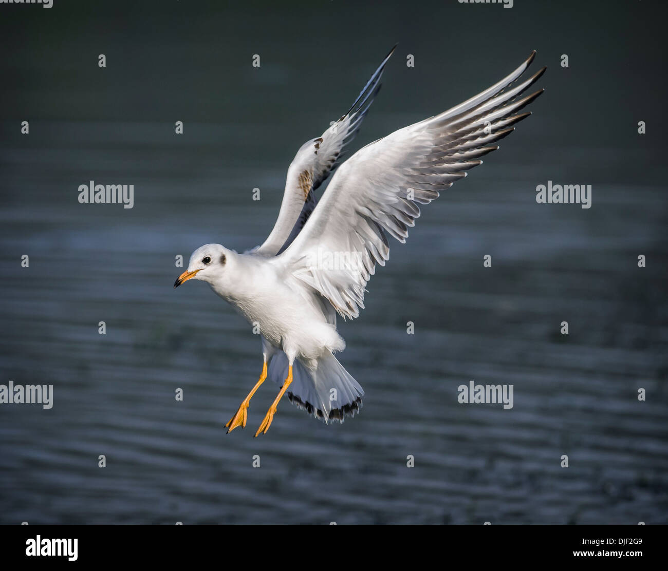 Black headed gull in flight Stock Photo - Alamy