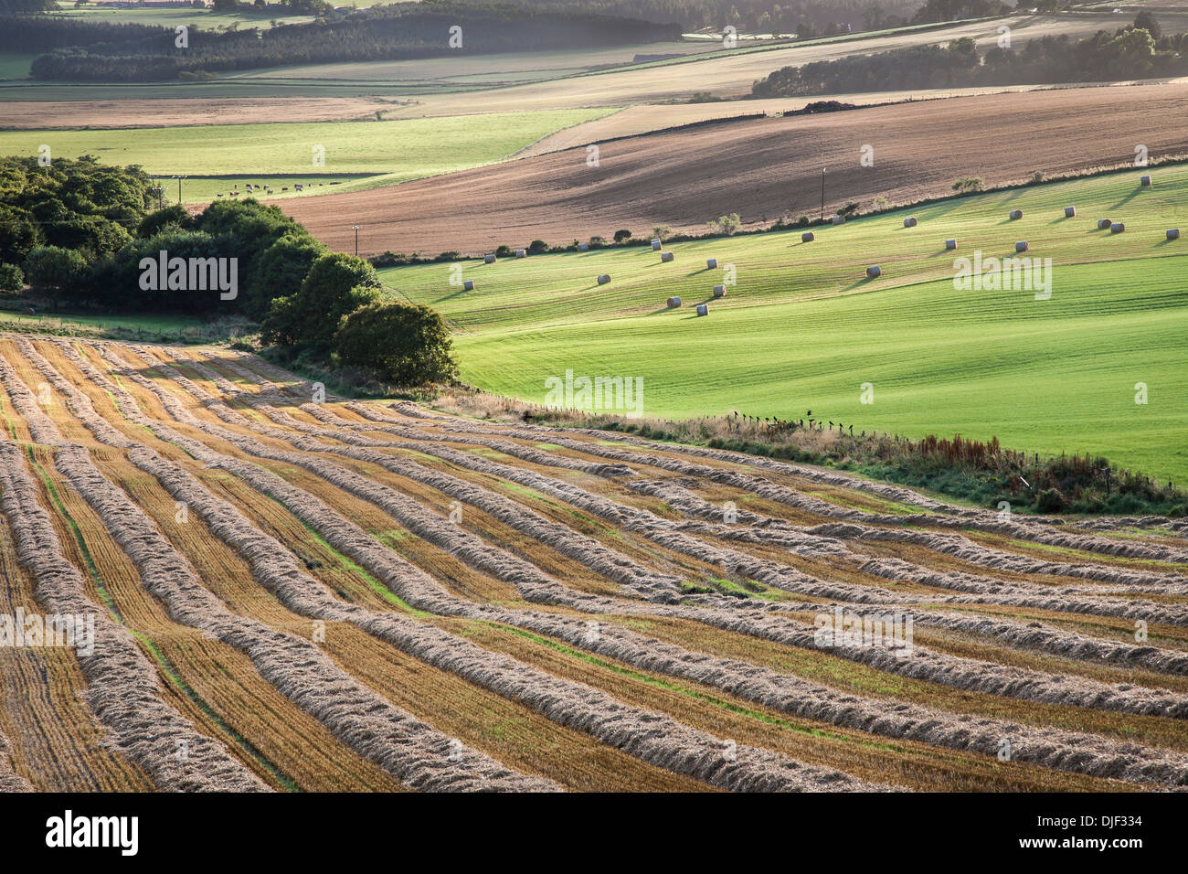 Fields from Queens view at Tarland in Aberdeenshire,Scotland Stock ...