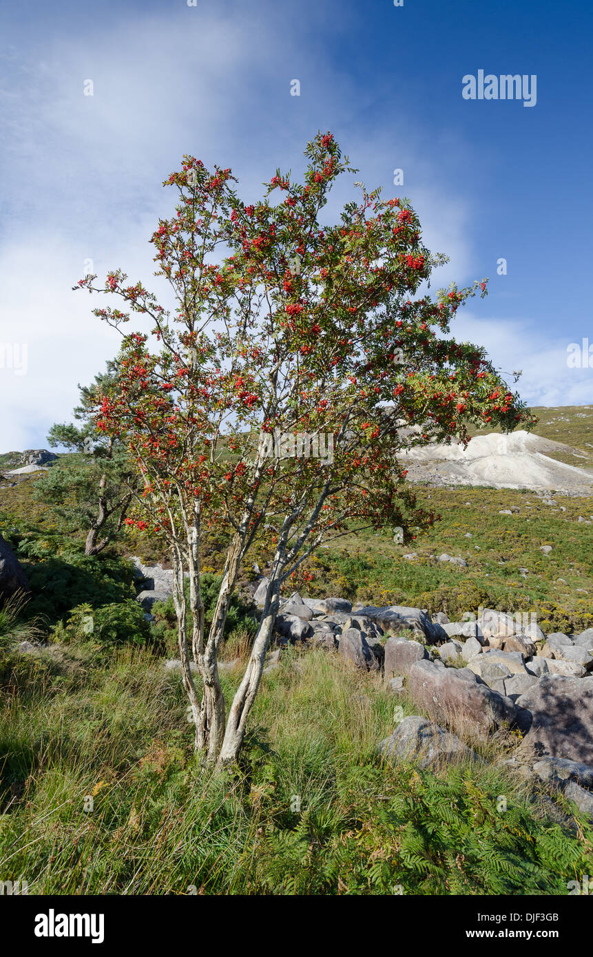 Wicklow mountains evening hi-res stock photography and images - Alamy