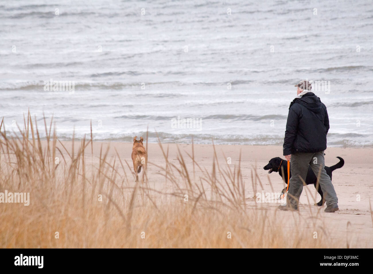 Man with black labrador hi-res stock photography and images - Alamy