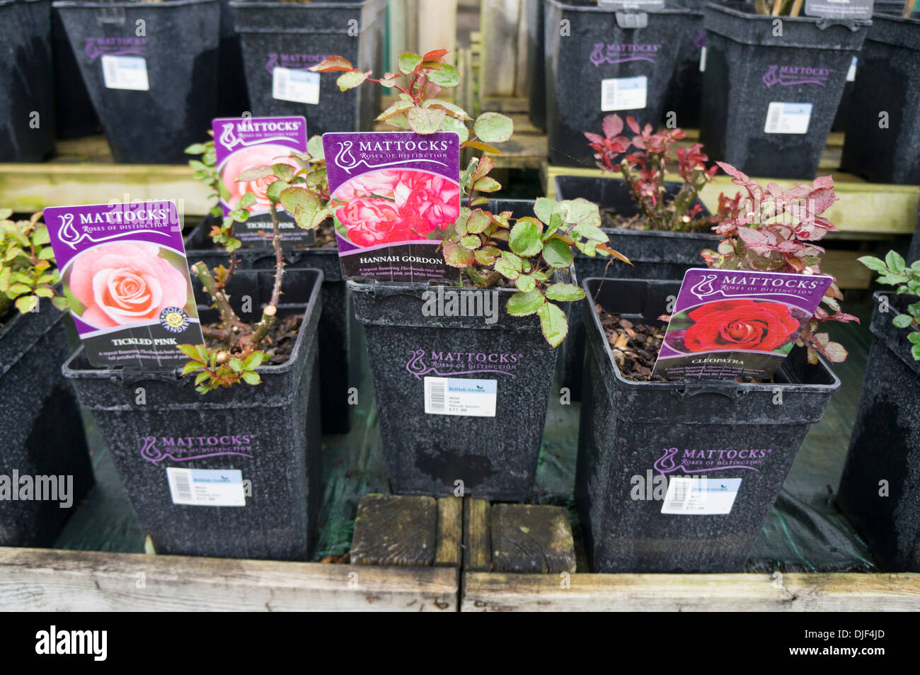 Garden center plant display hi-res stock photography and images - Alamy
