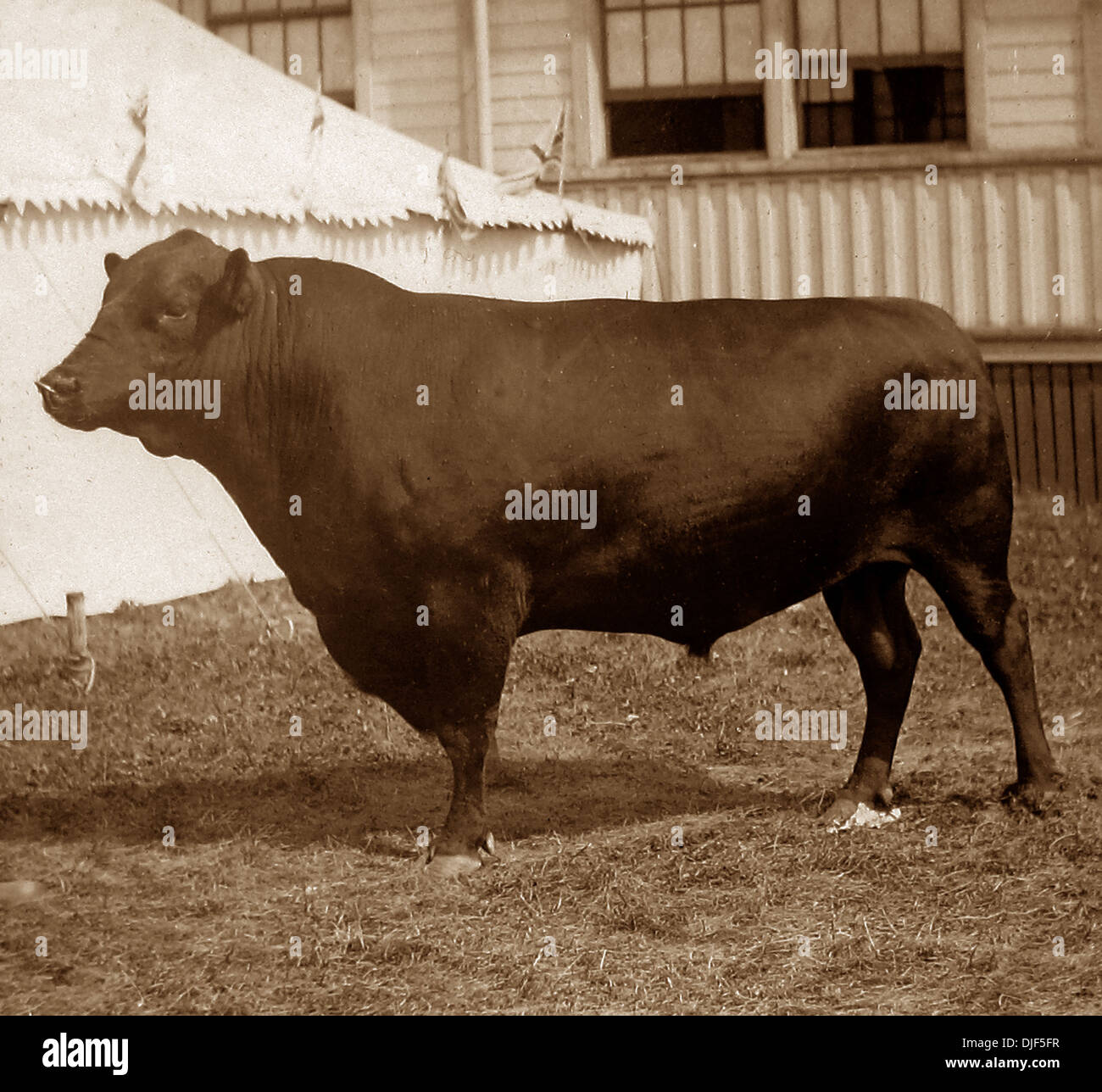 Aberdeen Angus Victorian period Stock Photo - Alamy
