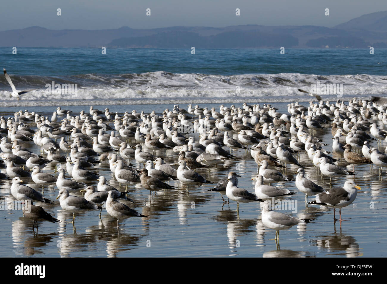 Flock of gulls hi-res stock photography and images - Alamy