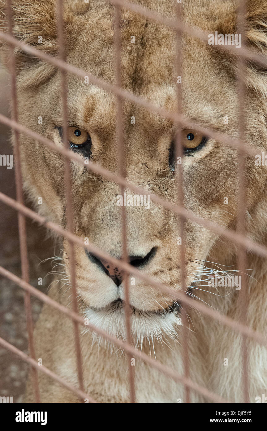 Caged lioness at South Lakes Wildlife Park Stock Photo - Alamy