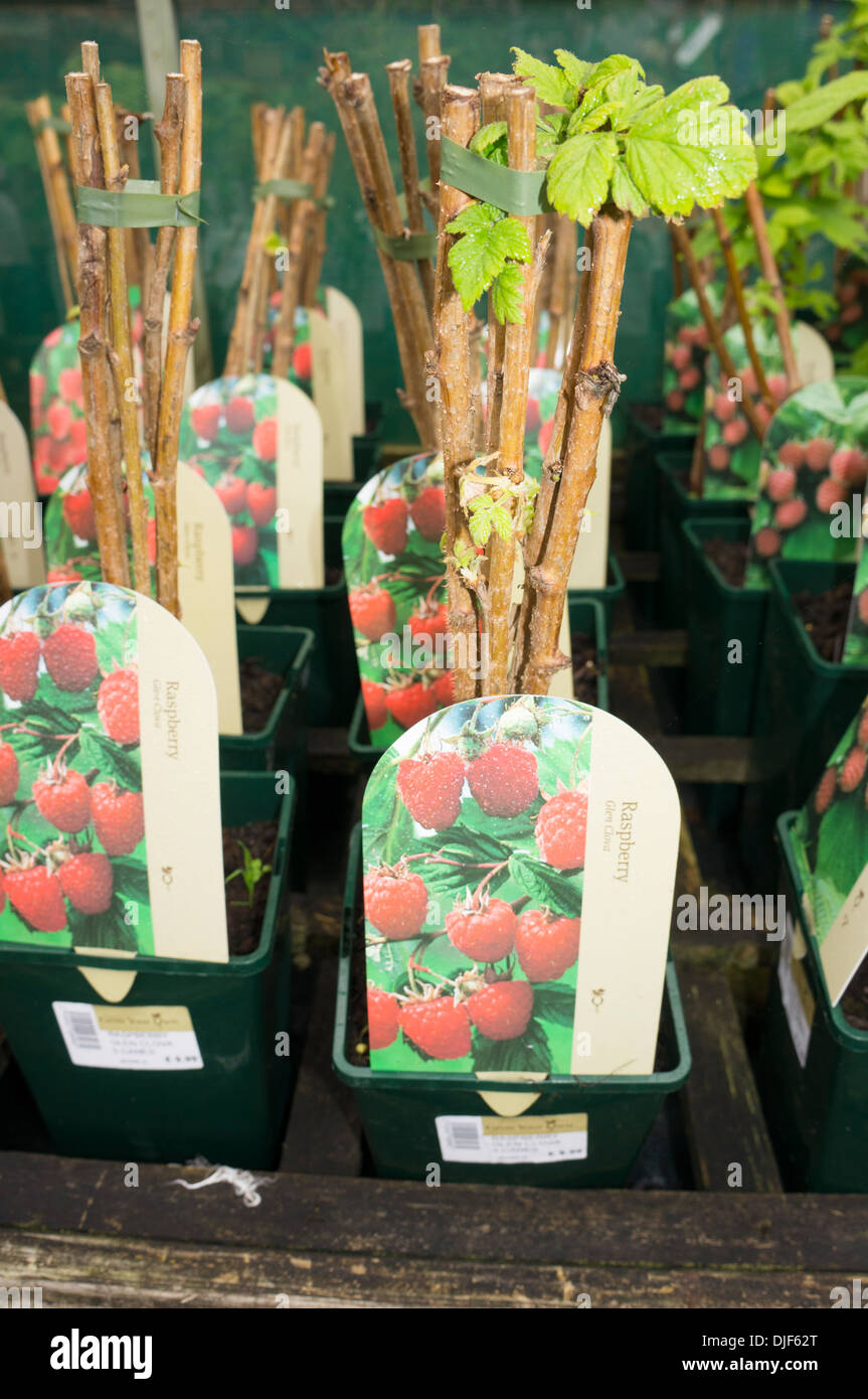 Garden center raspberry plants for sale display Stock Photo - Alamy