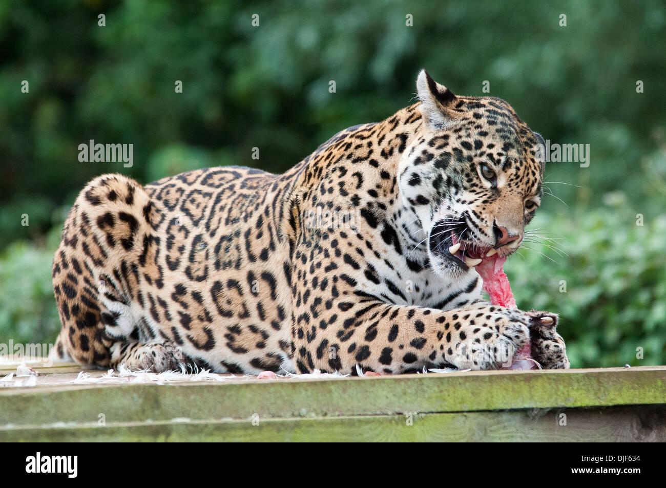 Jaguar eating hi-res stock photography and images - Alamy