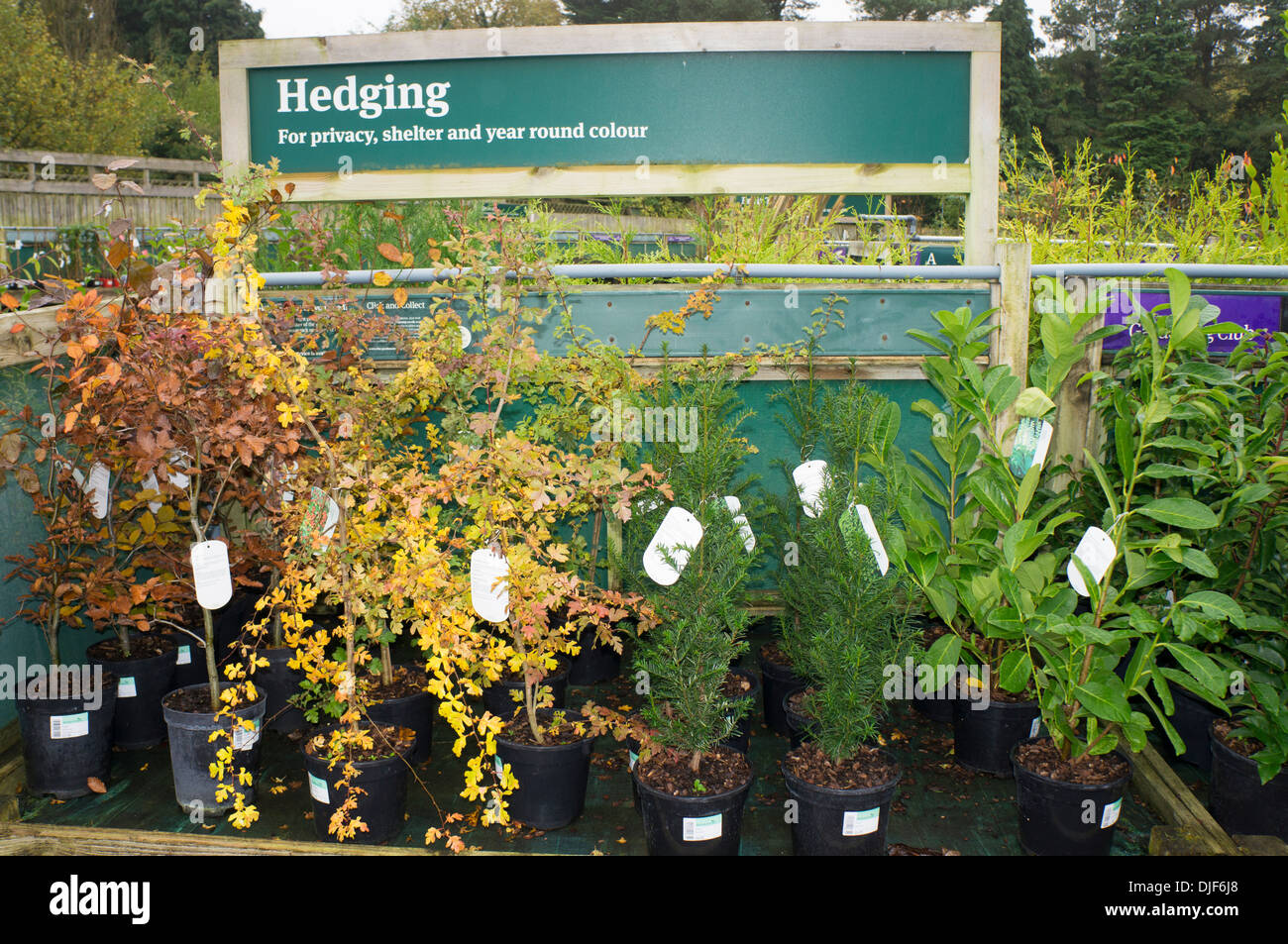 Hedging plants hi-res stock photography and images - Alamy