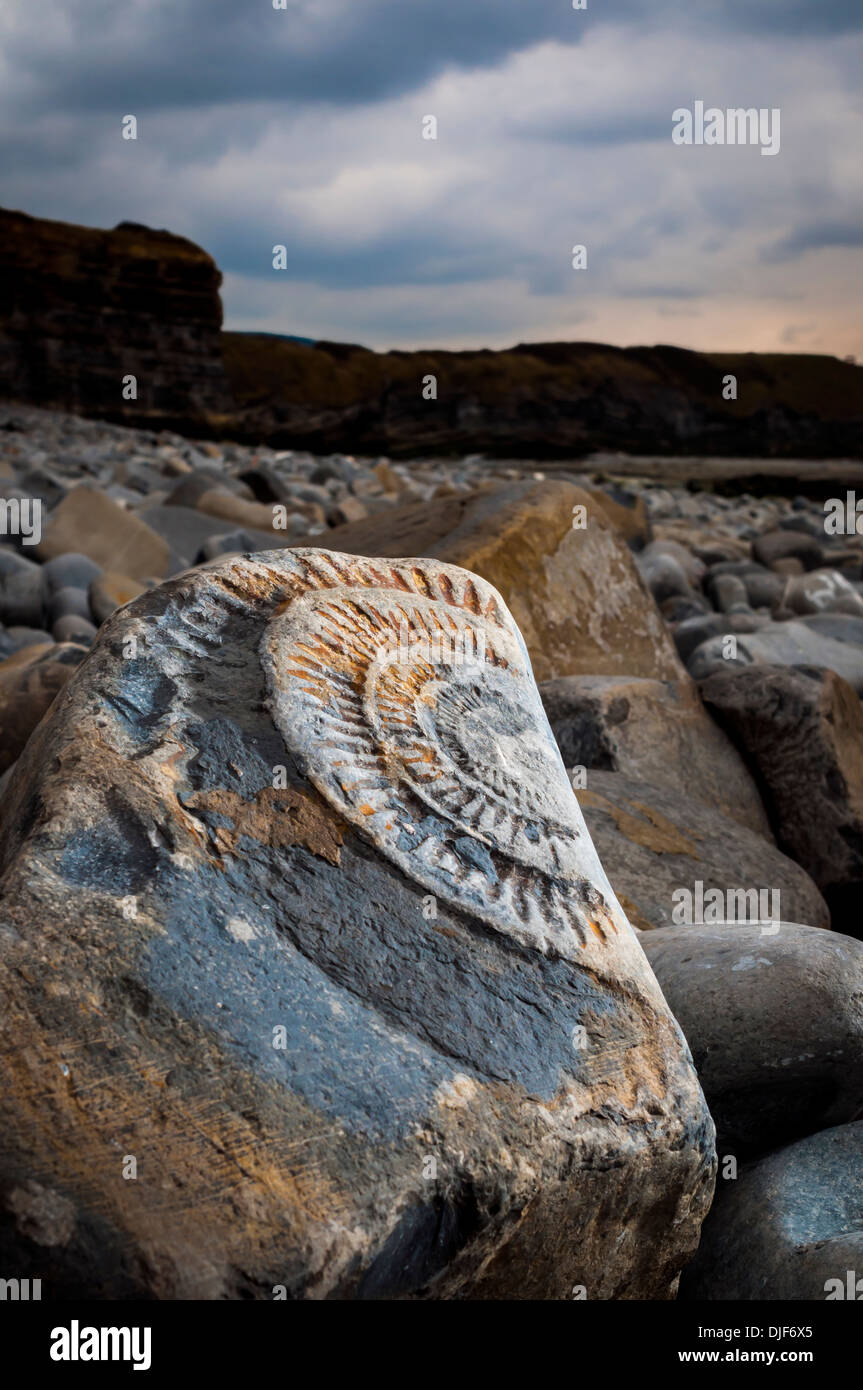 Fossils sedimentary rock hi-res stock photography and images - Alamy
