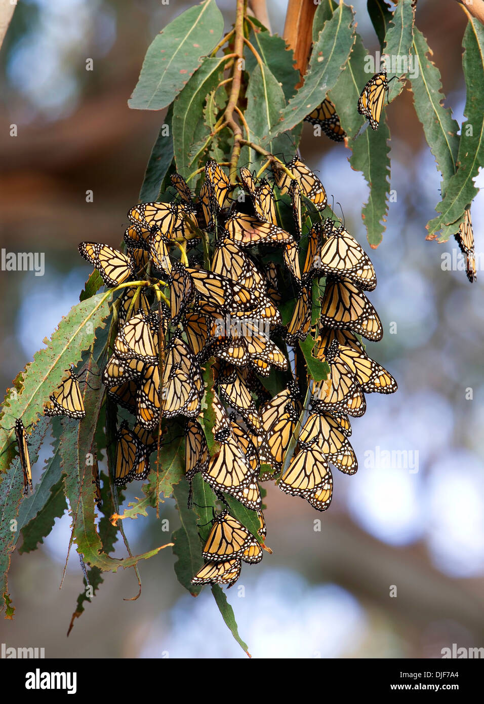 Monarch Butterflies Clustering Stock Photo - Alamy