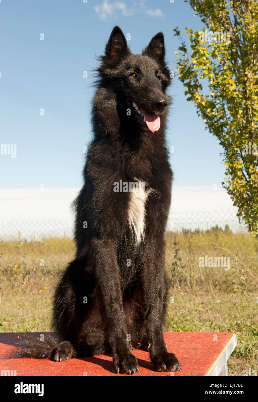 picture of a purebred belgian sheepdog groenendael Stock Photo - Alamy