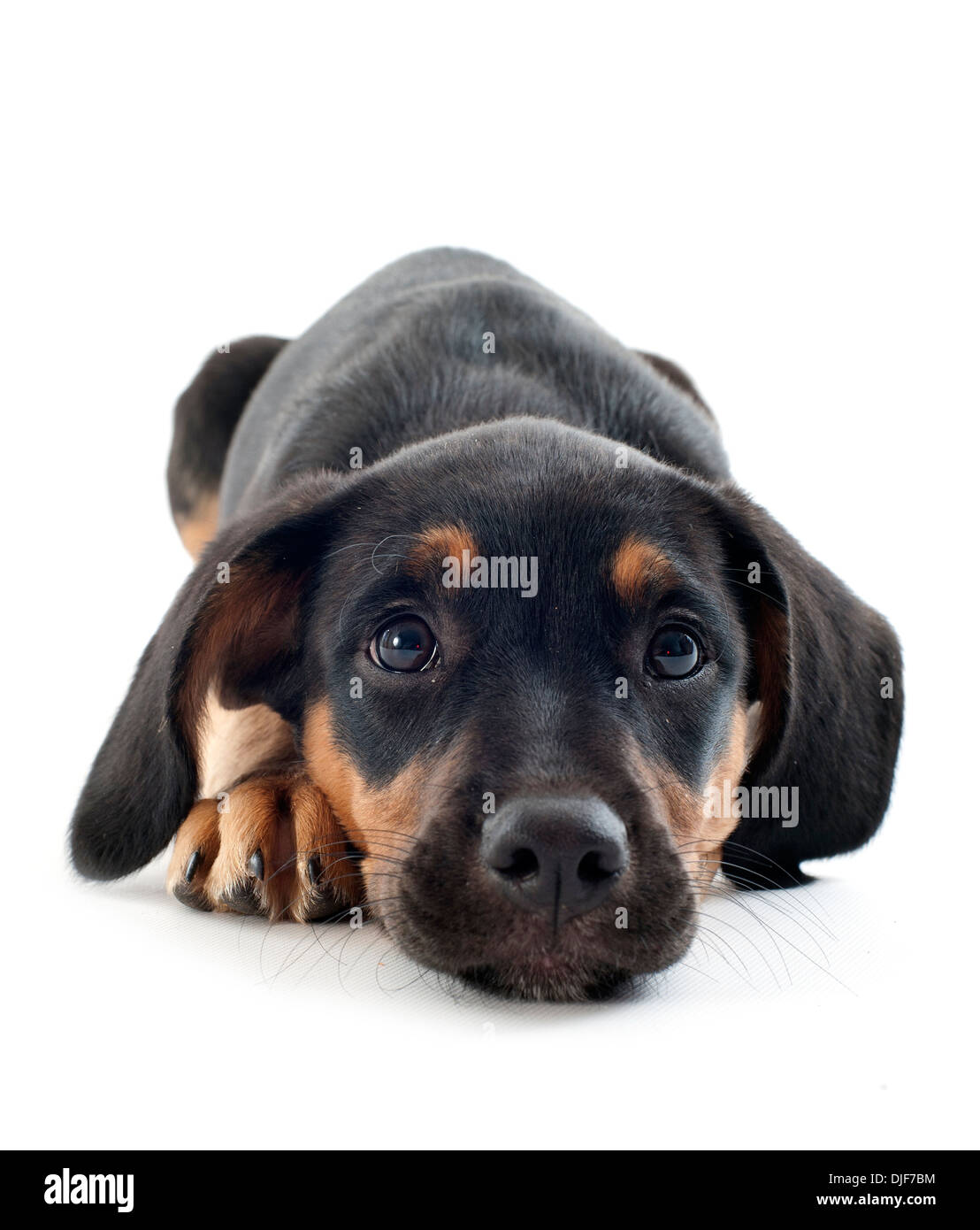 Portrait doberman pinscher hi-res stock photography and images - Alamy