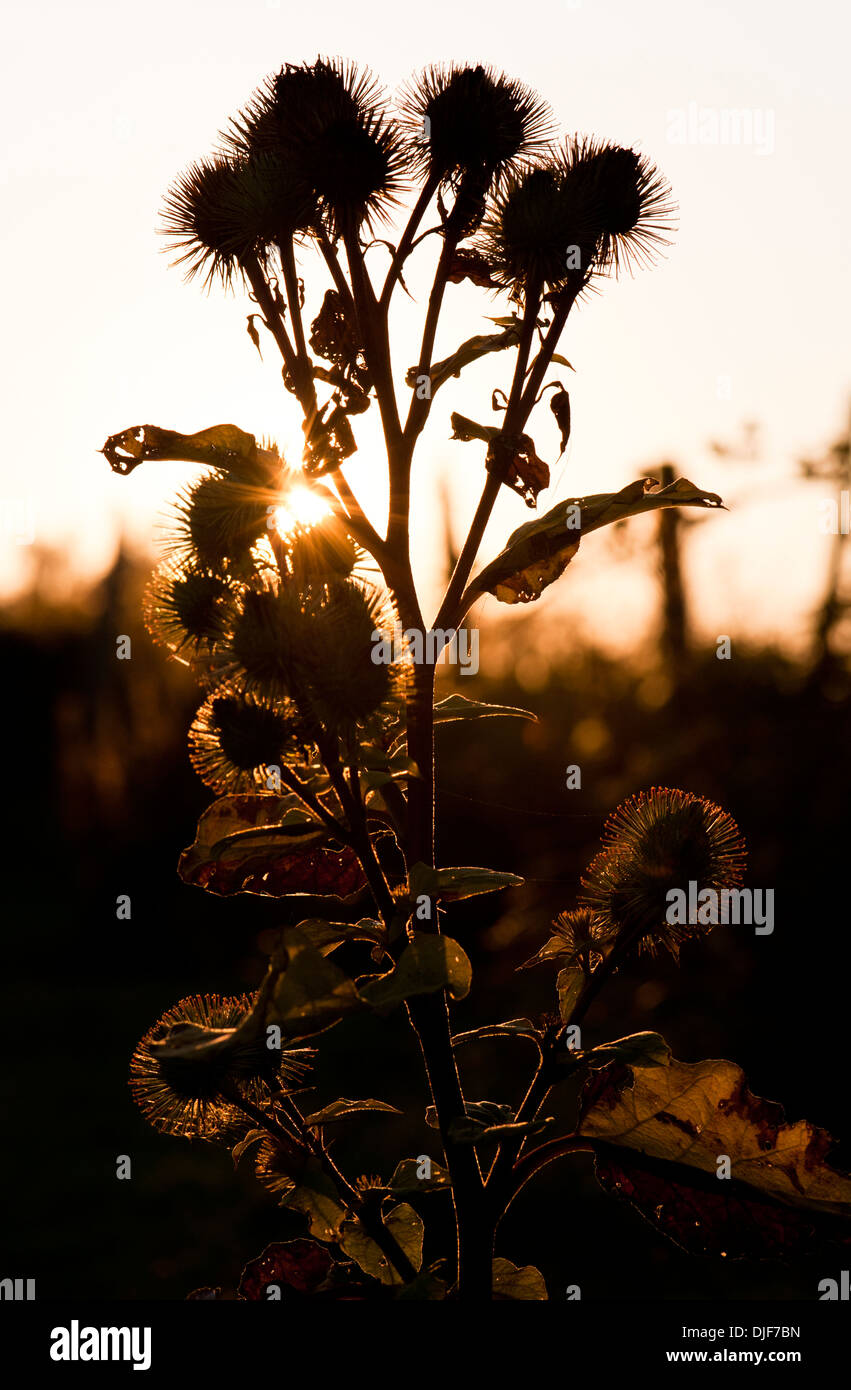 Burrs hi-res stock photography and images - Alamy