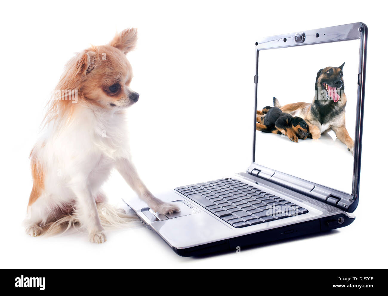 Dog sitting in front computer hi-res stock photography and images - Alamy