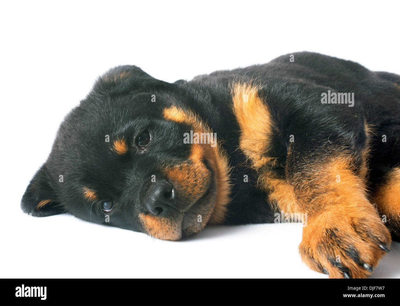 portrait of a purebred puppy rottweiler in front of white background ...