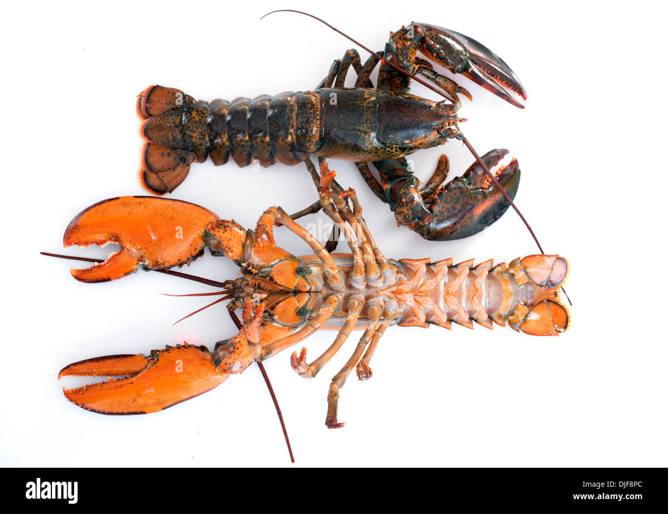 two lobsters in front of white background Stock Photo - Alamy