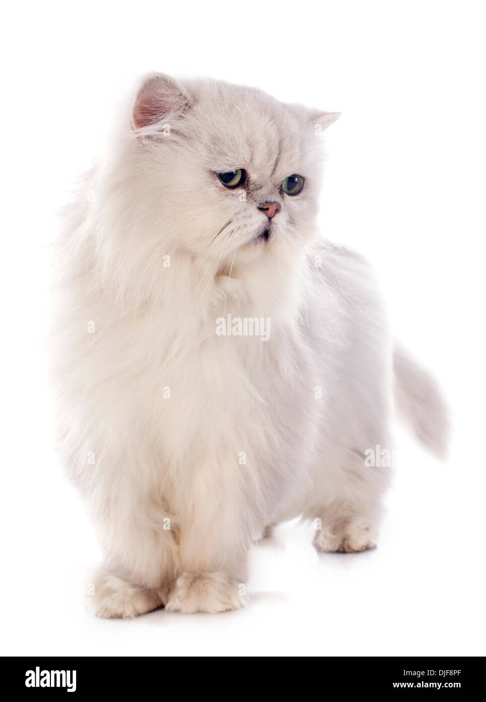 white persian cat in front of white background Stock Photo - Alamy