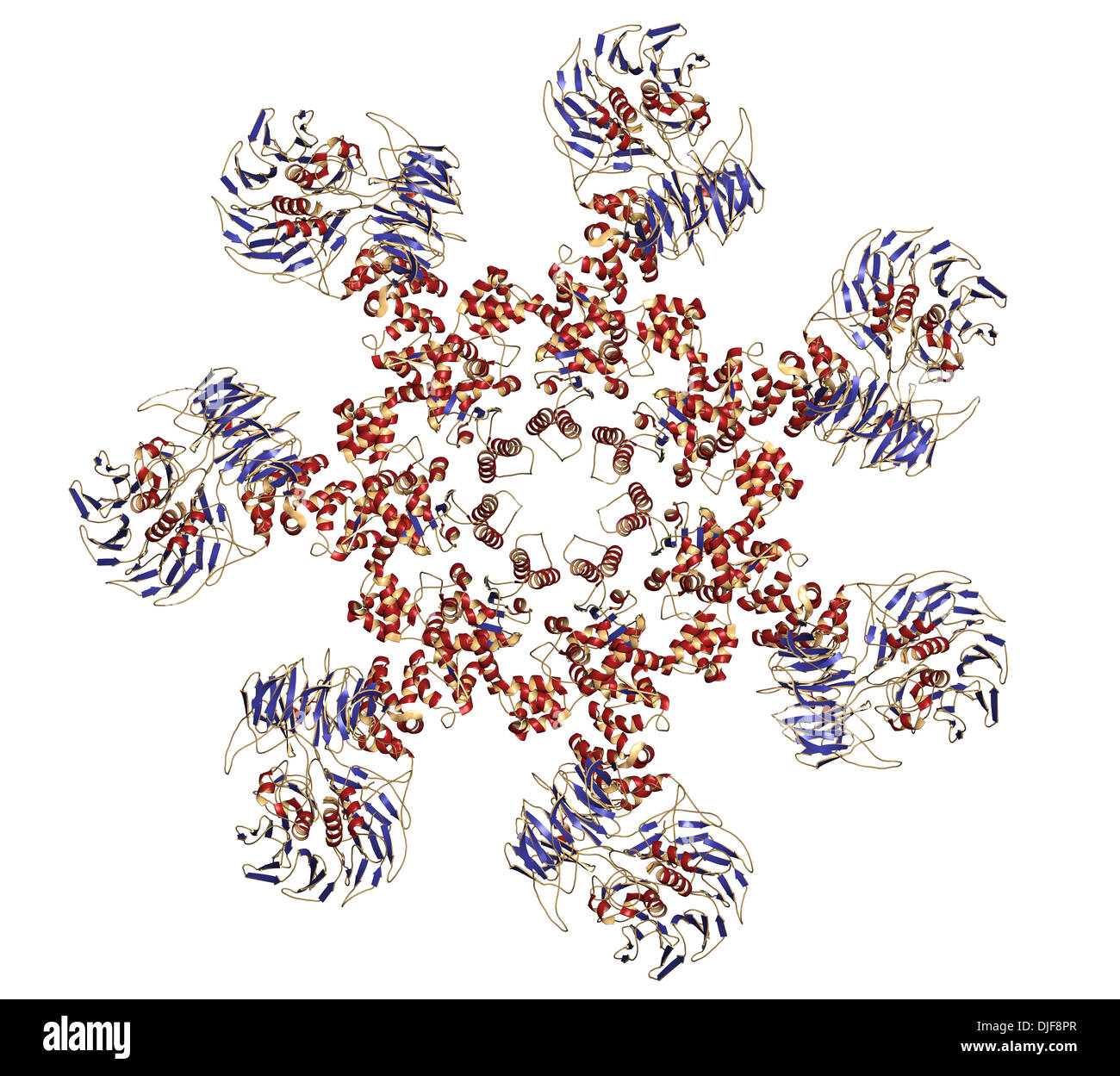 Human apoptosome structure. The apoptosome plays an essential role in ...