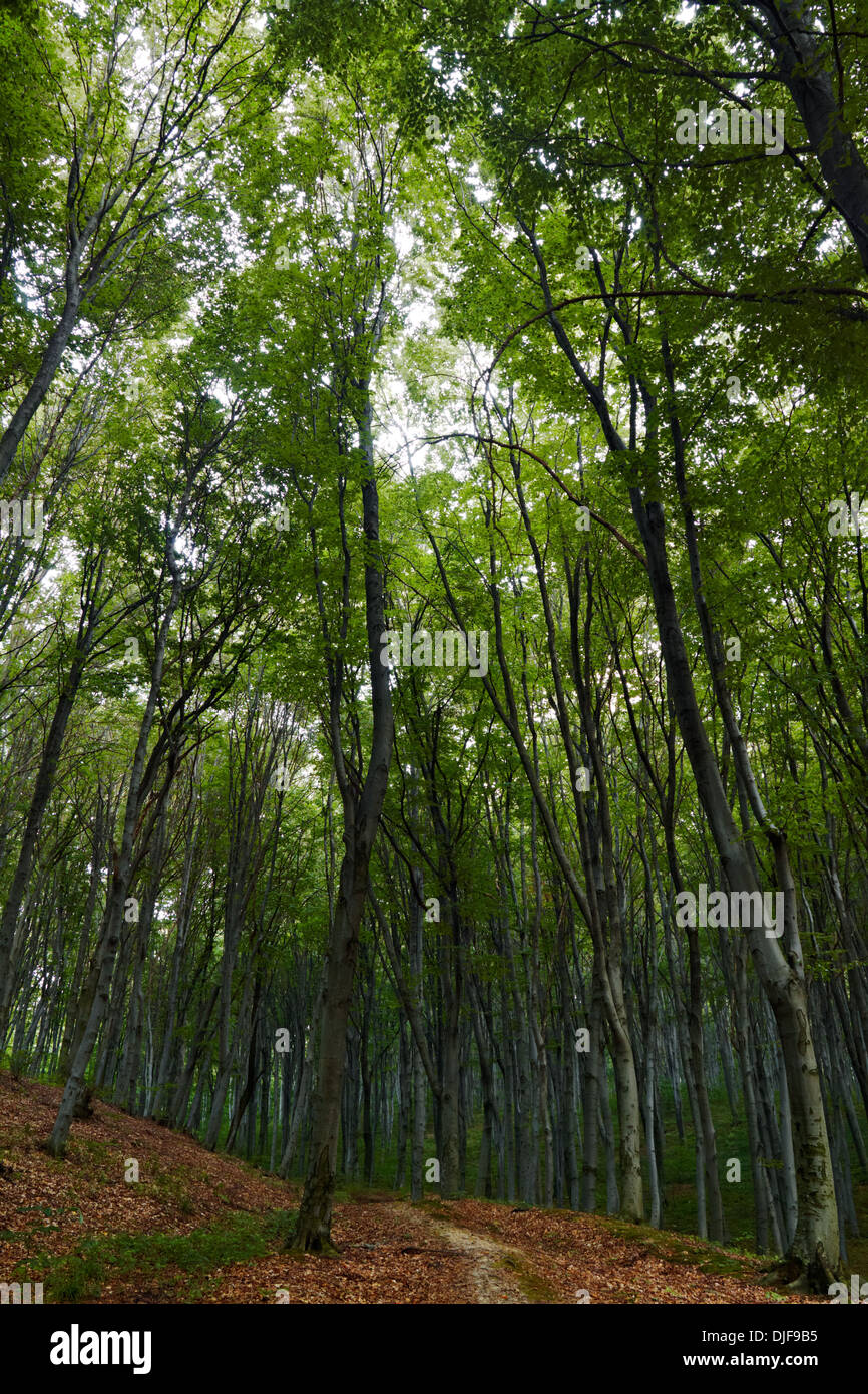 Beechen leaf hi-res stock photography and images - Alamy