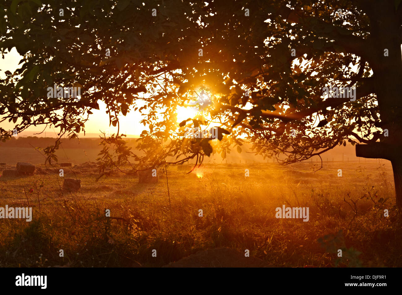 Tree in front of sun hi-res stock photography and images - Alamy