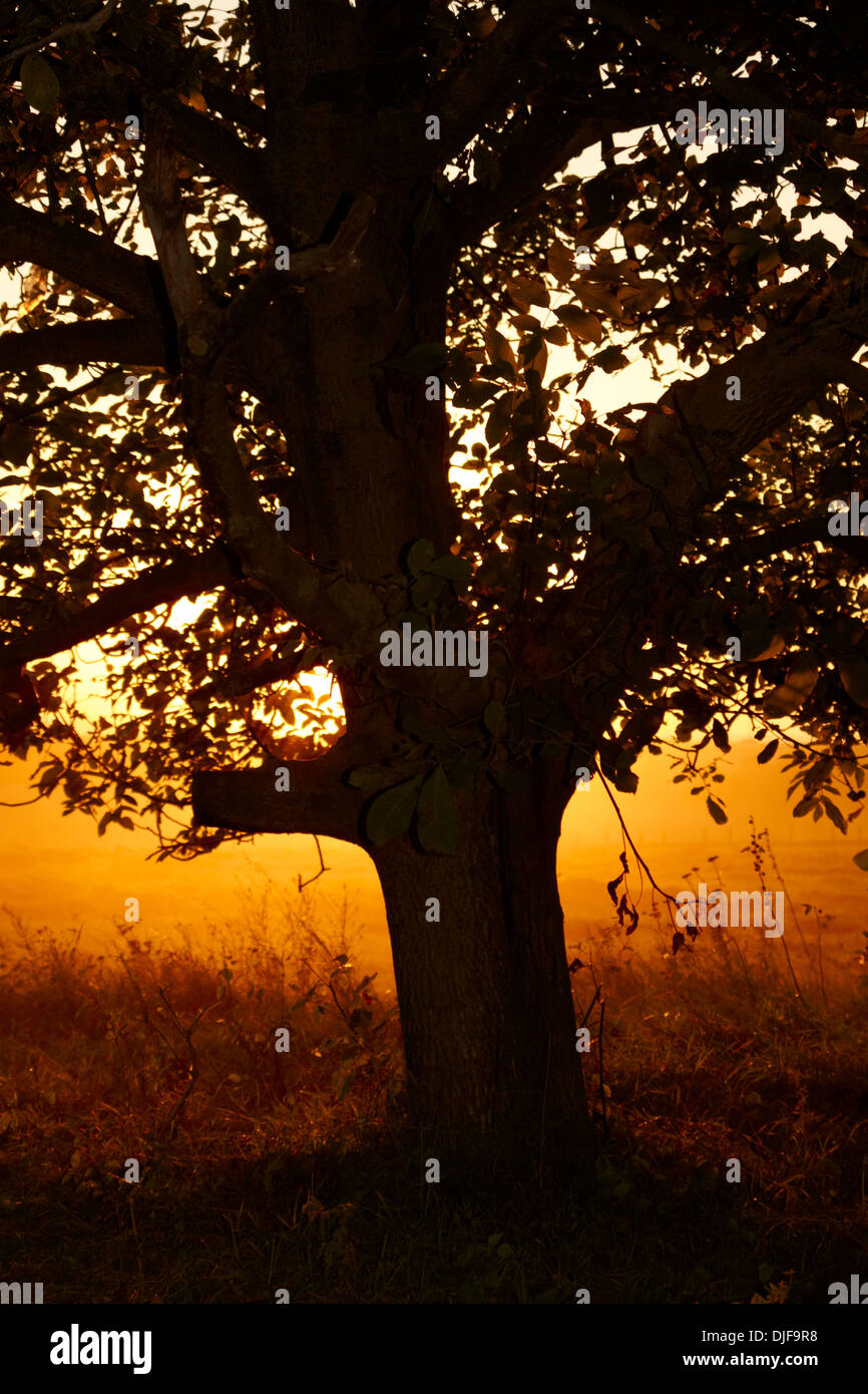 Tree in front of sun hi-res stock photography and images - Alamy