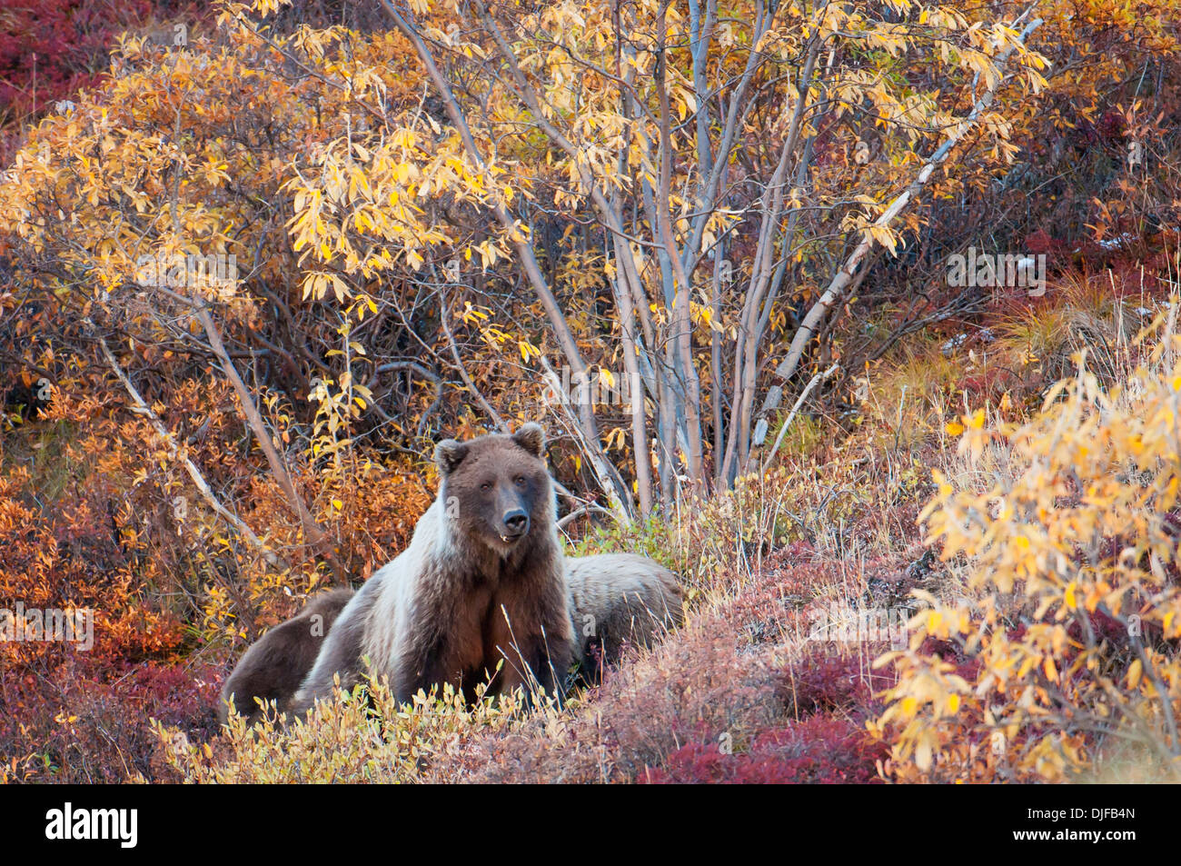 Brown Bear (Ursus Arctos) In Denali National Park In Fall Colors;Alaska ...
