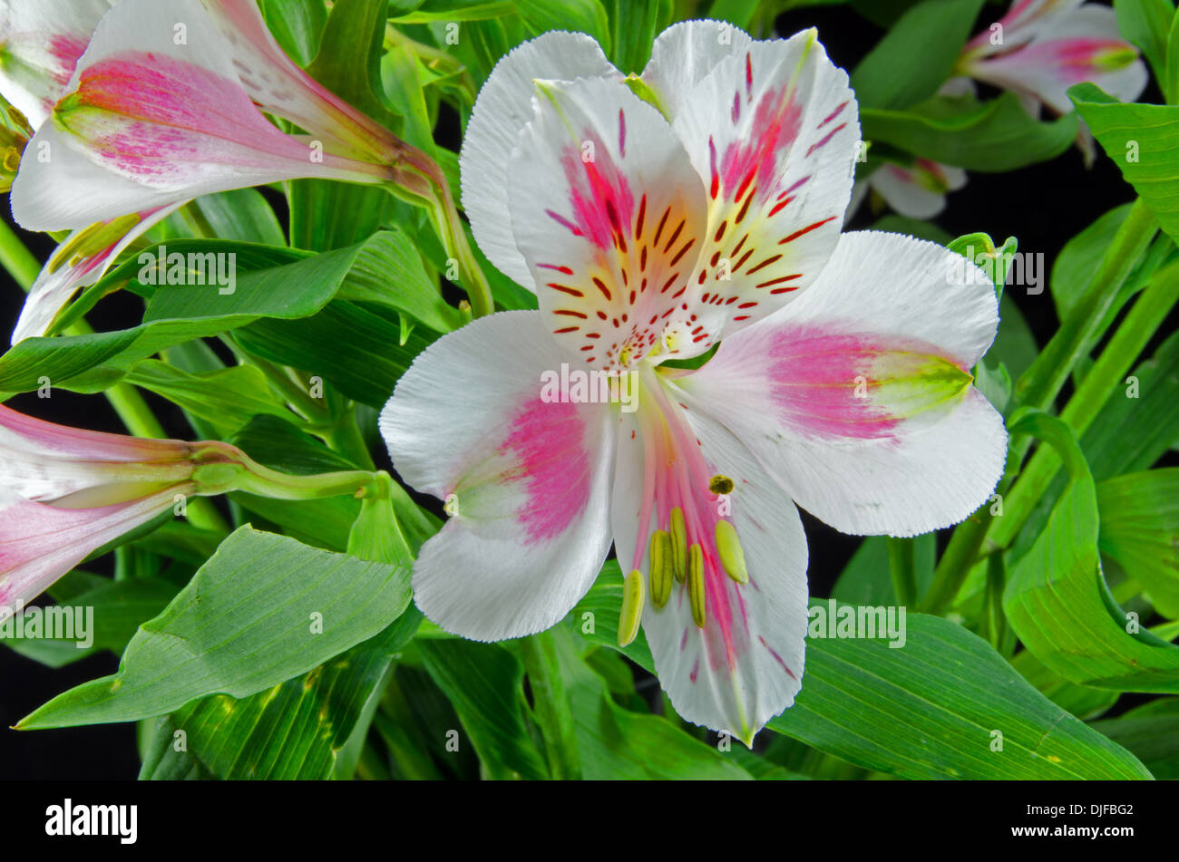 Open white lilies hi-res stock photography and images - Alamy