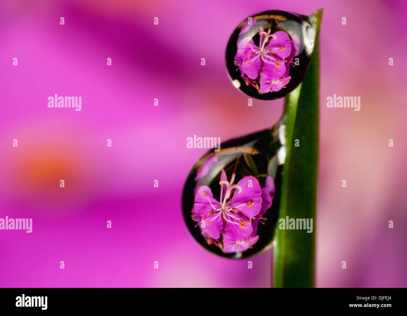 Magnified images hi-res stock photography and images - Alamy
