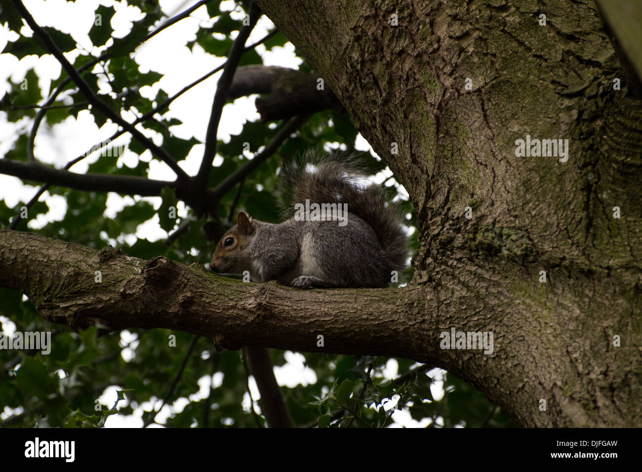 Squirrel sat on tree branch Stock Photo - Alamy