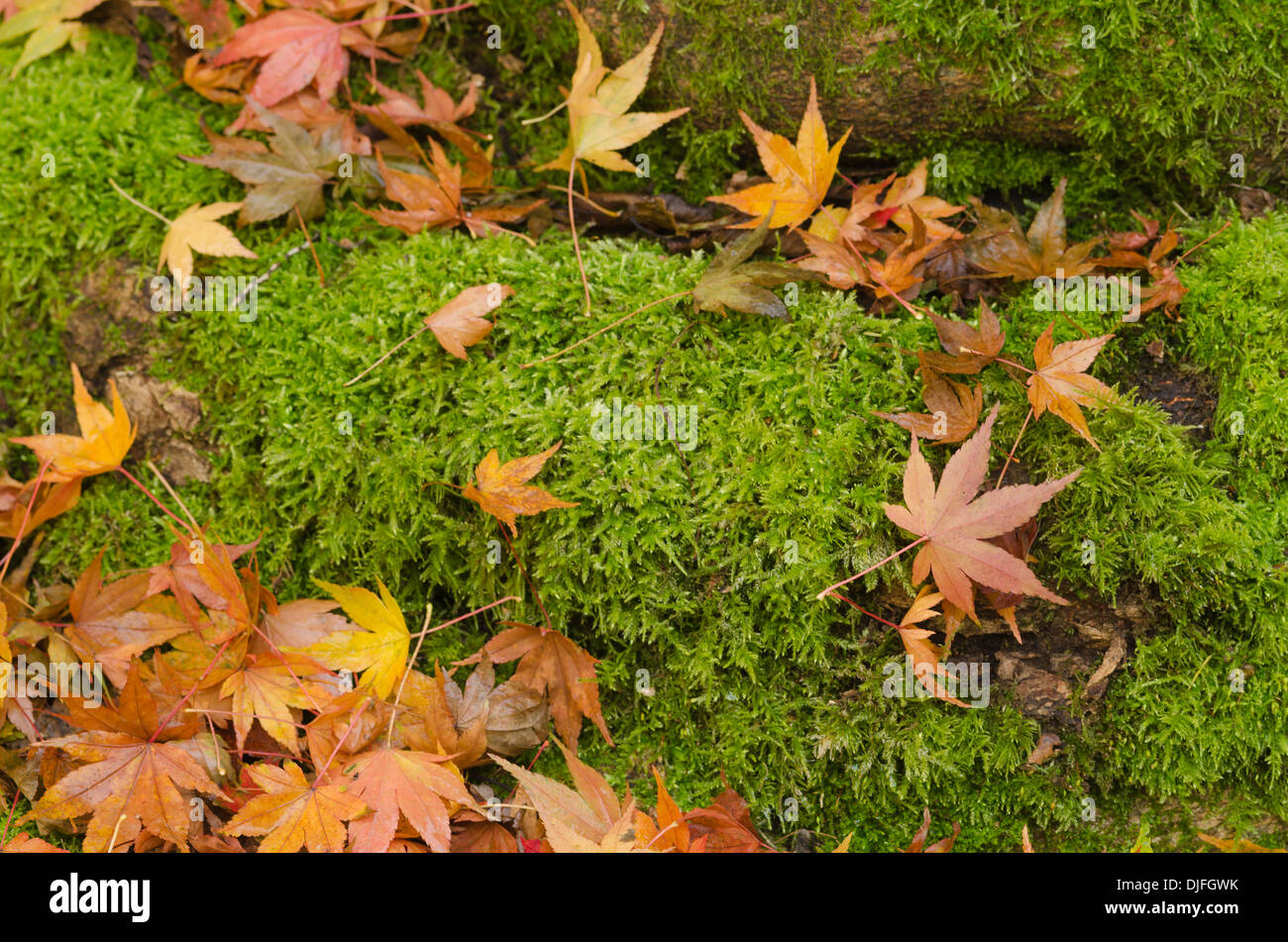 Moist Japanese acer leaves sheen of water over them from mist contrast ...