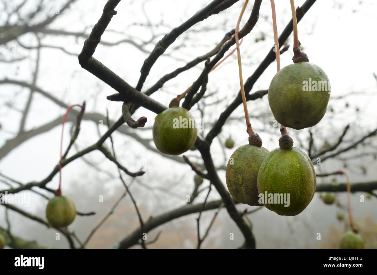 Fruit of dove or handkerchief tree with hanging fruit amongst bare ...