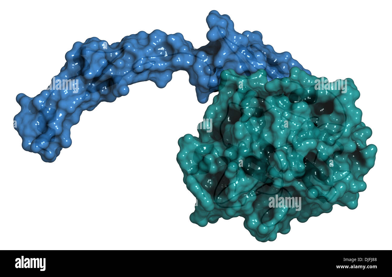 Activated coagulation factor VII (FVIIa), chemical structure. Plays ...