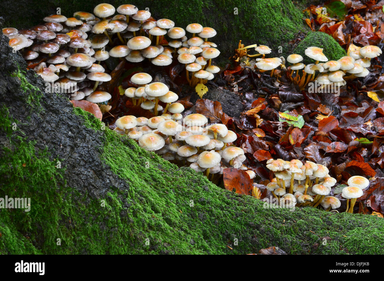 Moss Colony High Resolution Stock Photography and Images - Alamy