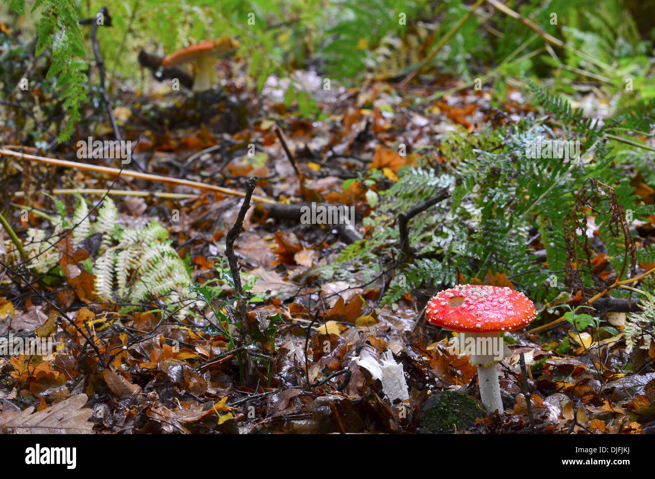Toad stool in a woodland scene Stock Photo - Alamy