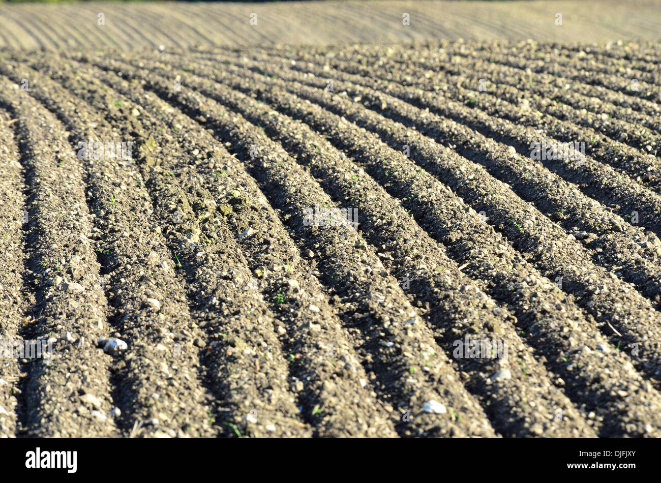 Plowed field showing furrows Stock Photo - Alamy