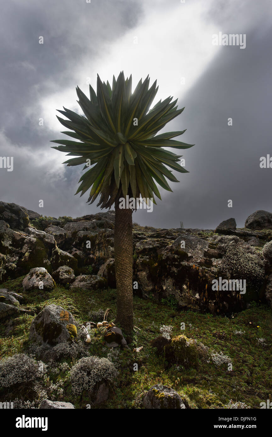Ethiopian giant lobelia hi-res stock photography and images - Alamy