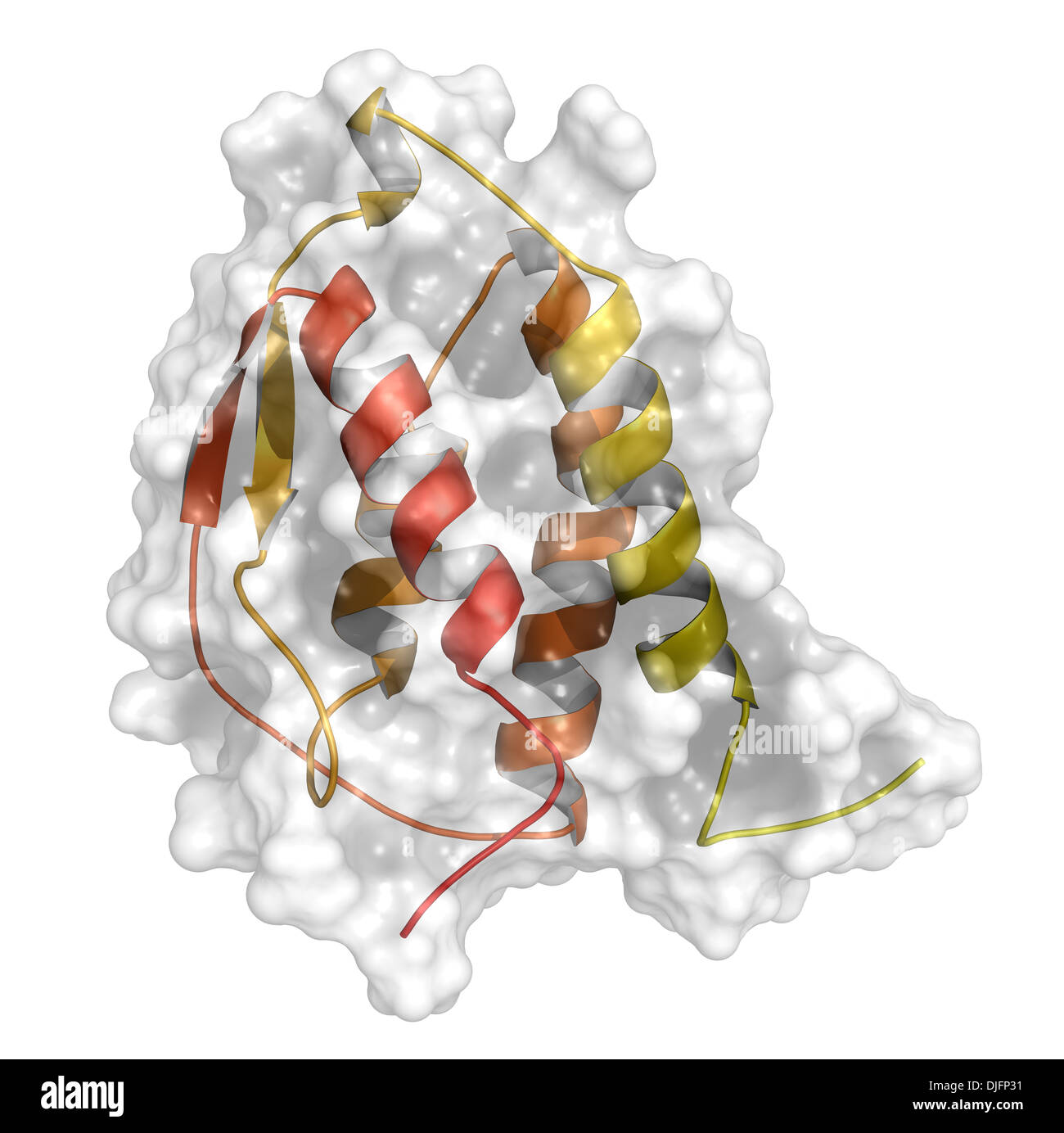 Granulocyte Macrophage Colony Stimulating Factor Gm Csf Molgramostim Sargramostim Molecule