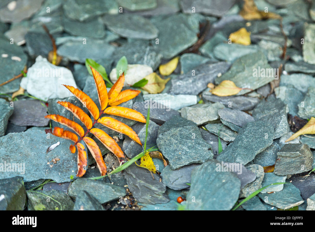 Fallen autumn leaves stones hi-res stock photography and images - Alamy
