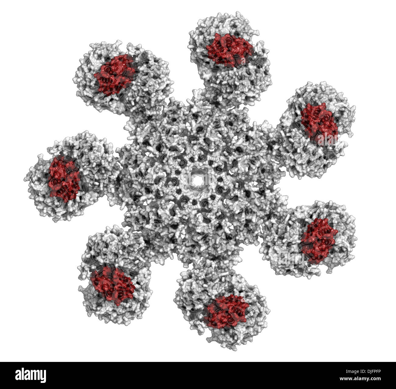 Human apoptosome structure. The apoptosome plays an essential role in ...