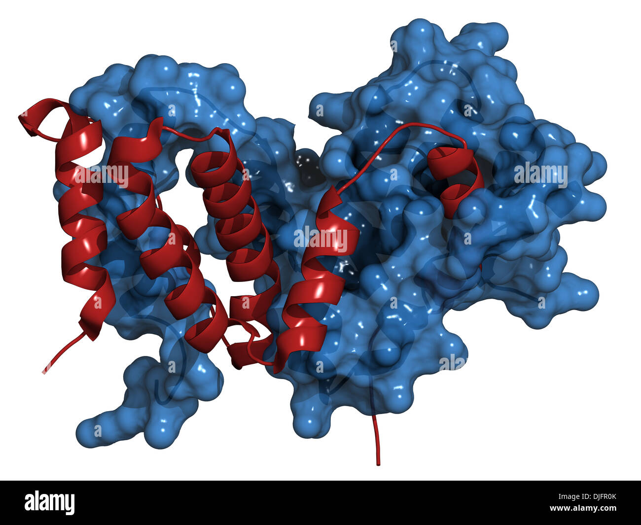 Interferon gamma (IFNg) cytokine molecule. Recombinant form used in ...