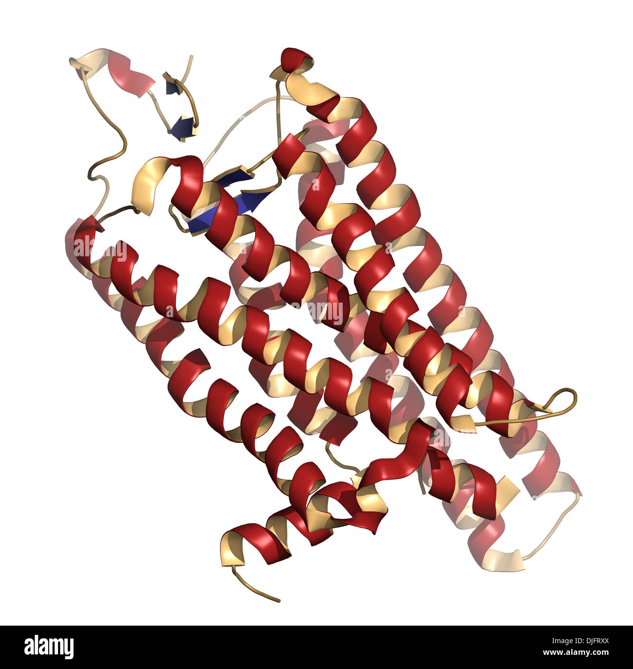 rhodopsin (visual purple) light perception protein, chemical structure ...