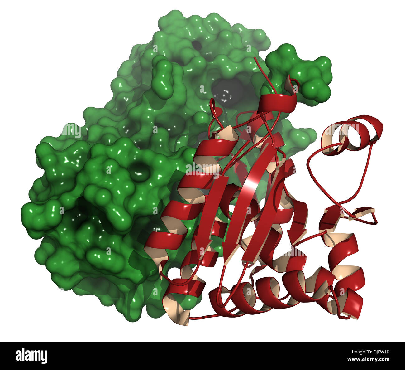 Ricin castor bean plant poisonous protein, chemical structure Stock ...