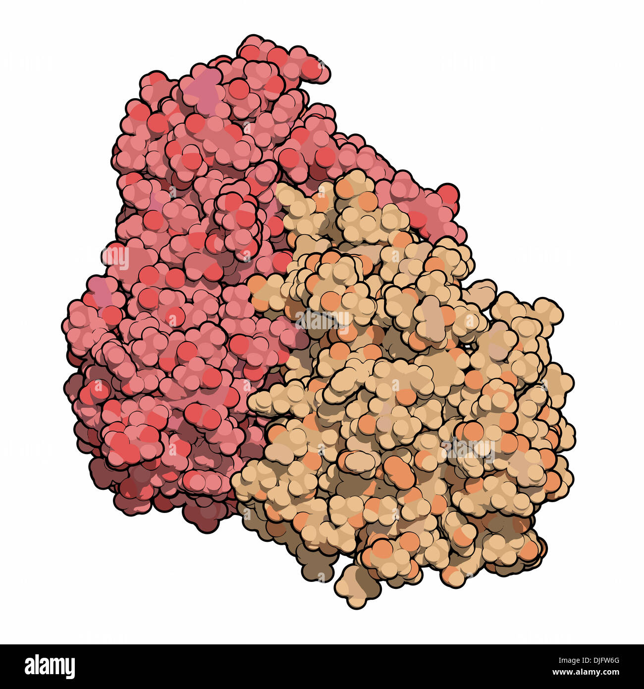 Ricin castor bean plant poisonous protein, chemical structure. Atoms ...