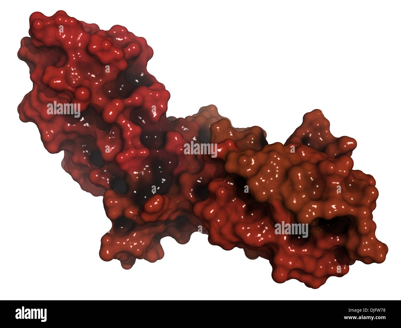 Tissue factor (TF, extracellular part) protein. Essential in extrinsic ...